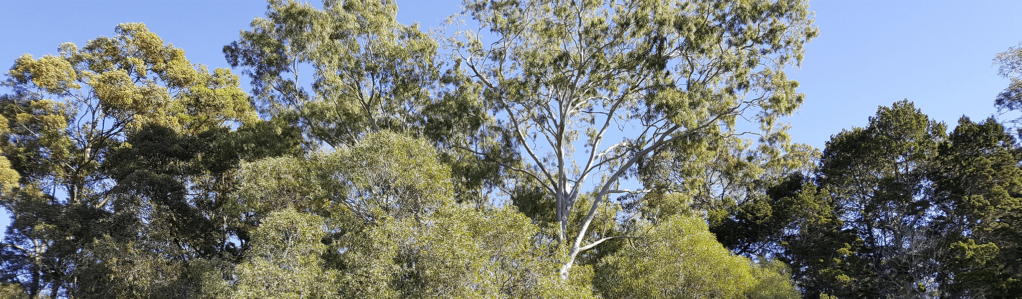 Mission Beach State School